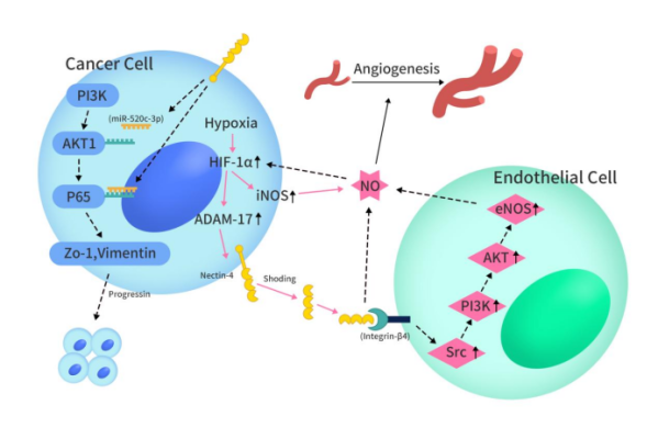 Nectin-4: A Promising Target in Antibody-Drug Conjugate (ADC) Therapy ...