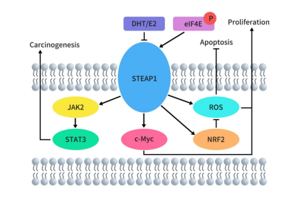 STEAP1 – A Therapeutic Target for Prostate Cancer-DIMA BIOTECH