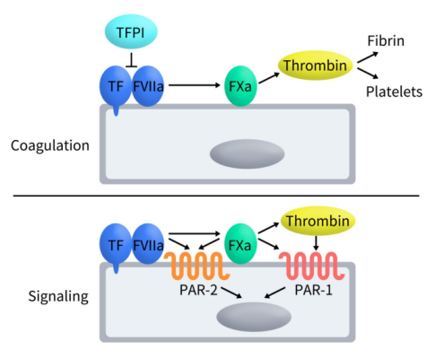 Tissue Factor (TF/CD142) – A Potential New Horizon for Pancreatic ...