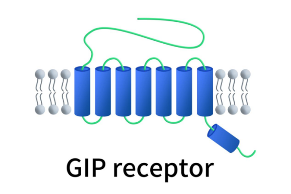 GIP Receptor (GIPR): A Novel Target for Glycemic Control and Weight ...