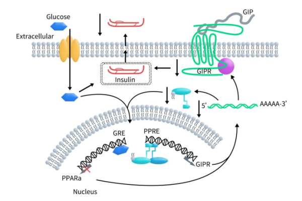 GIPR: A Novel Target for Glycemic Control and Weight Loss-DIMA BIOTECH