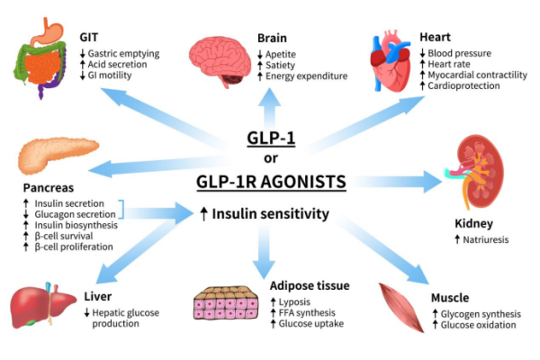 GLP-1R: Not Just for Blood Sugar Control & Weight Loss-DIMA BIOTECH