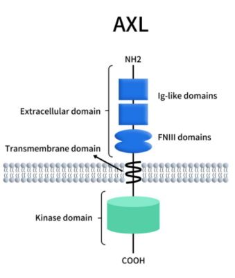 Can AXL Break Through in Tumor Immunotherapy with Setbacks in AXL-ADC ...