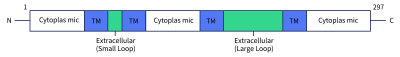 Research Progress on CD20 in Autoimmune Diseases-DIMA BIOTECH