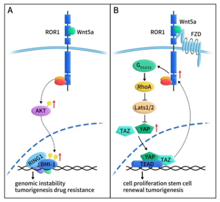 Latest Research Progress on ROR1 — A Broad‑Spectrum Cancer Target-DIMA ...