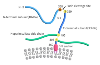 GPC3, a Popular Target in Liver Cancer Treatment - DIMA Biotechnology