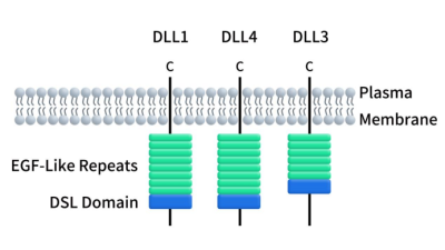 DLL3 - A Target for Small Cell Lung Cancer Treatment - DIMA Biotechnology