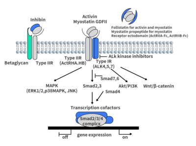 ActRII - A Novel Drug Target that Preserves Skeletal Muscle Mass and ...