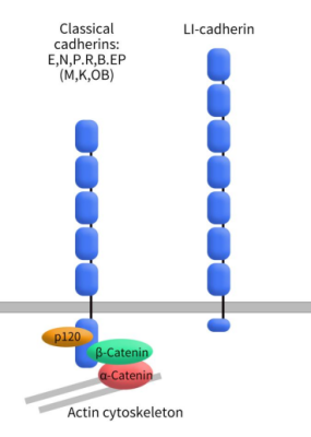 CDH17 – A Target for Diverse Solid Tumor Therapies — Will It Lead to ...