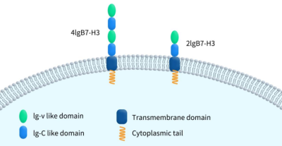 Immune Checkpoint B7-H3: Exploring the Current Landscape of Targeted ...