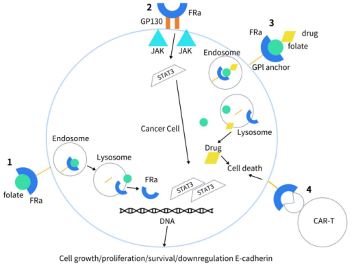FRα (FOLR1) – Another Anti‑Cancer Target Fueled by the ADC Boom-DIMA ...