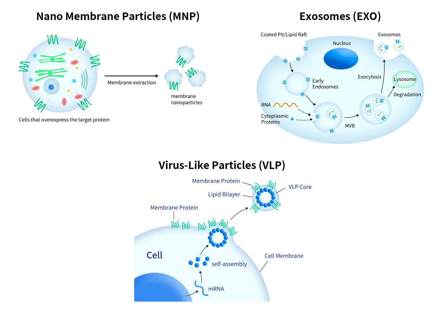 Membrane Protein Development Platform-DIMA BIOTECH
