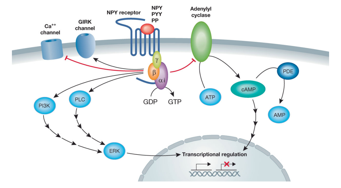 NPY Receptor Family: "New Targets" and "Old Challenges" in Disease ...