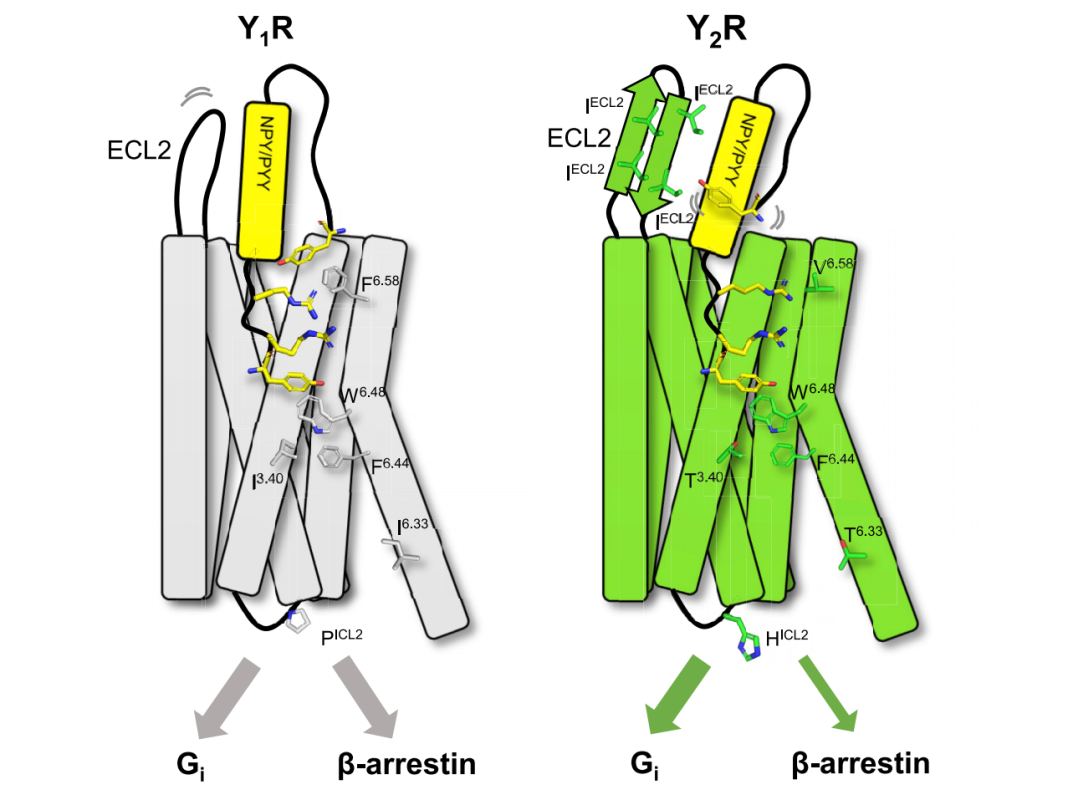 NPY Receptor Family: New Targets, Old Challenges in Disease Treatment ...