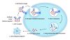 Solutions for ADC Drug Development