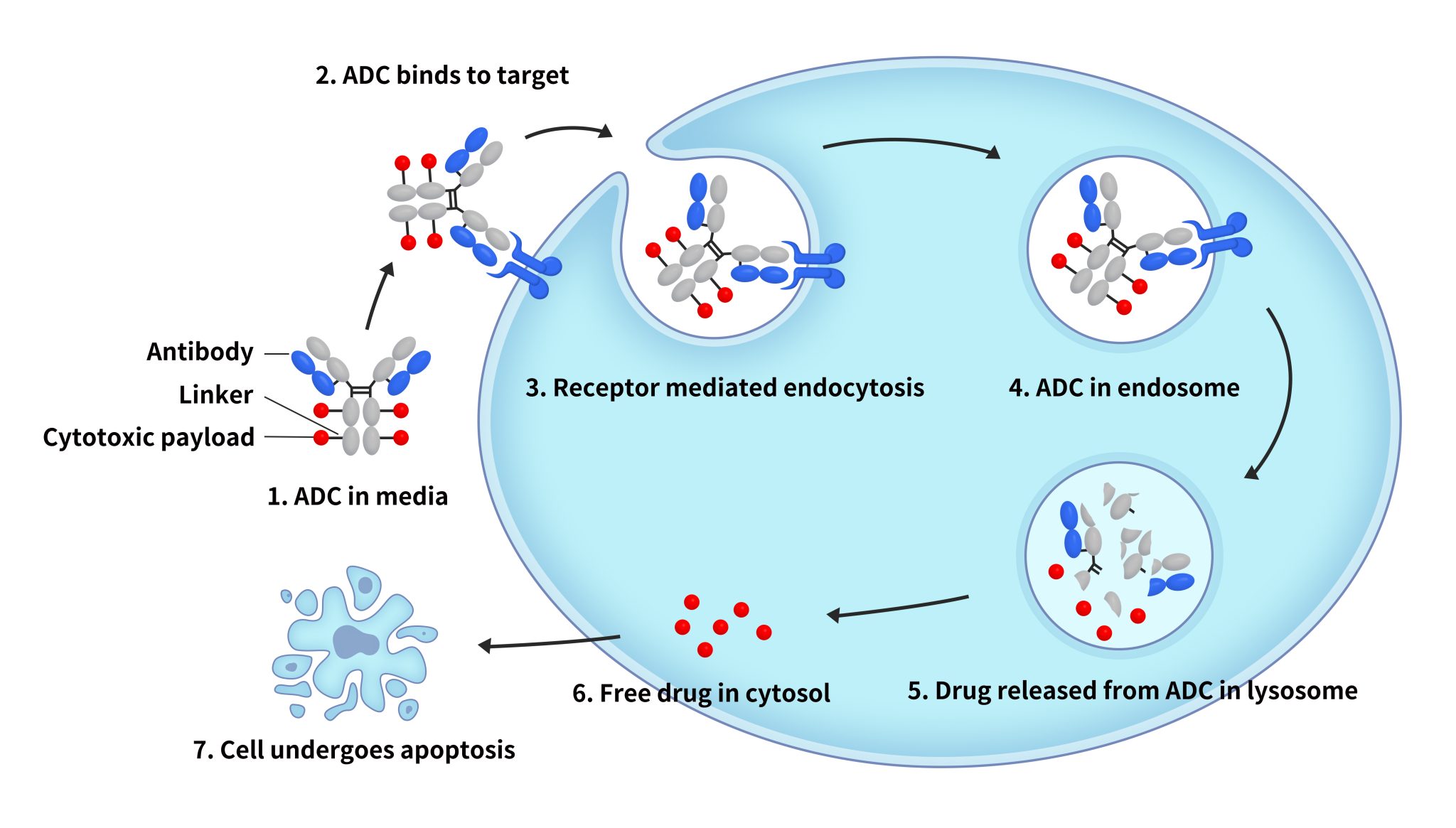 Solutions for ADC Drug Development
