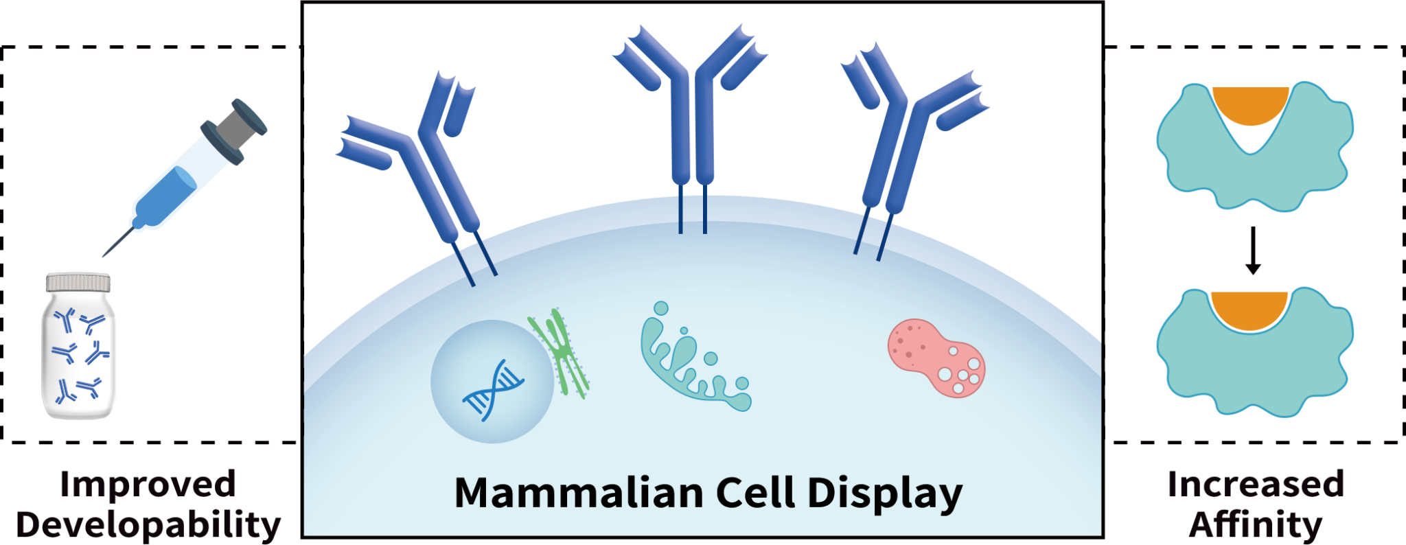 Antibody Affinity Maturation-DIMA BIOTECH