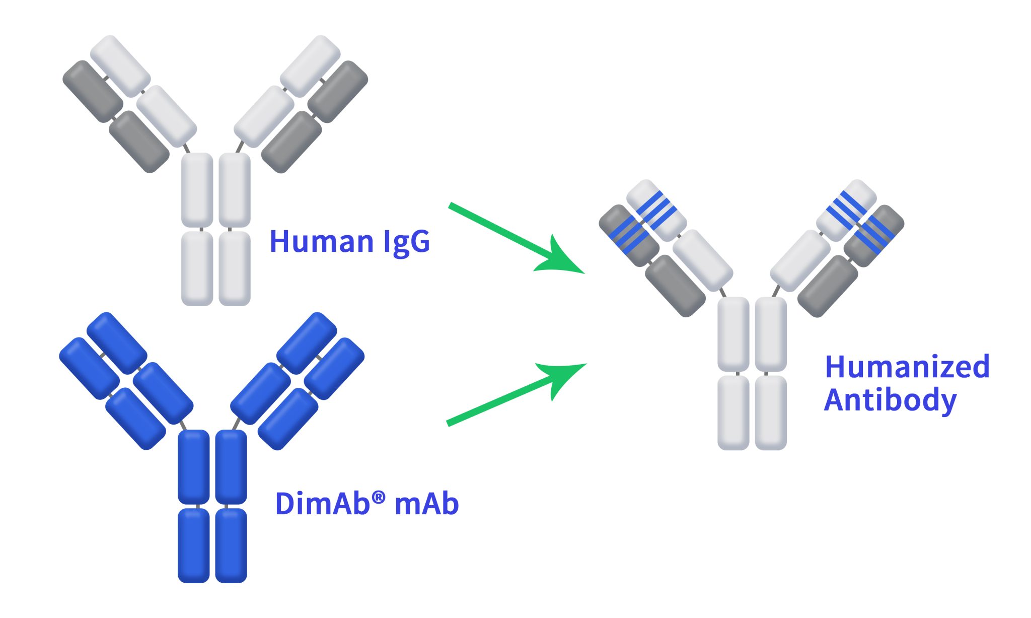 Antibody Engineering Services-DIMA BIOTECH