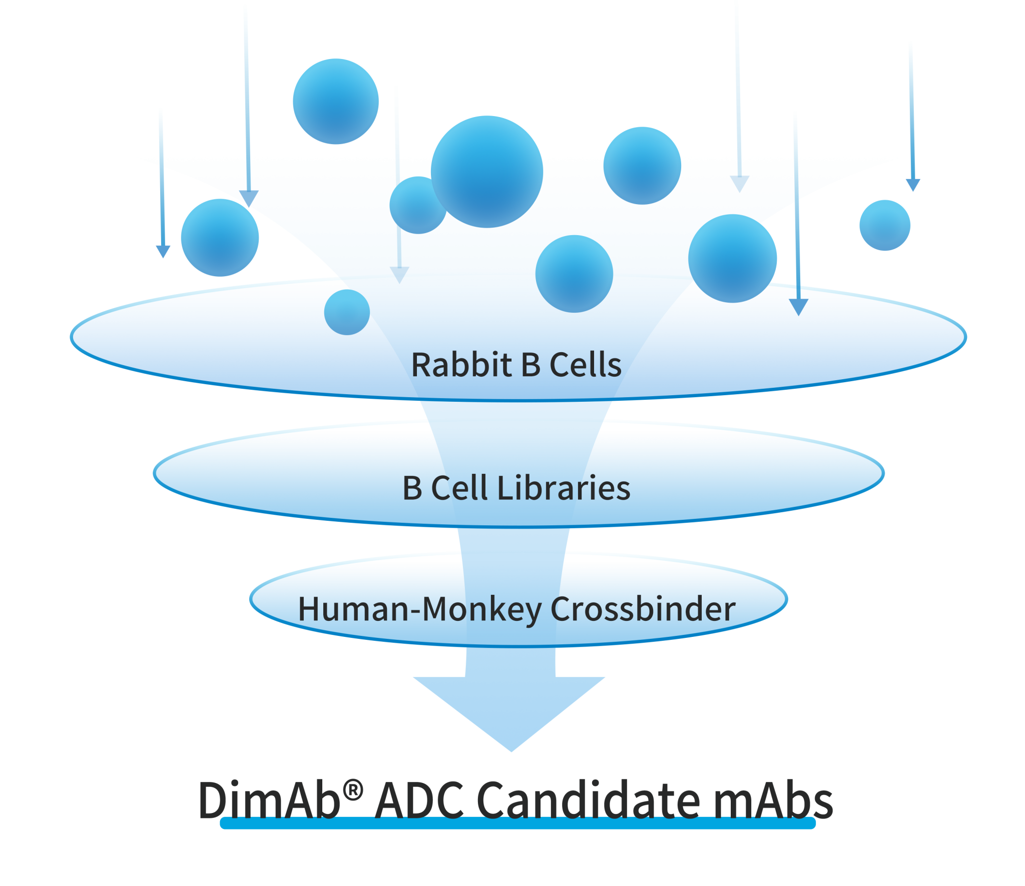ADC reagents-DIMA BIOTECH