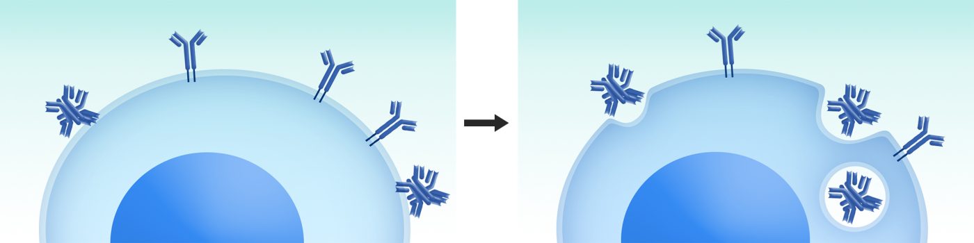 Antibody Affinity Maturation-DIMA BIOTECH