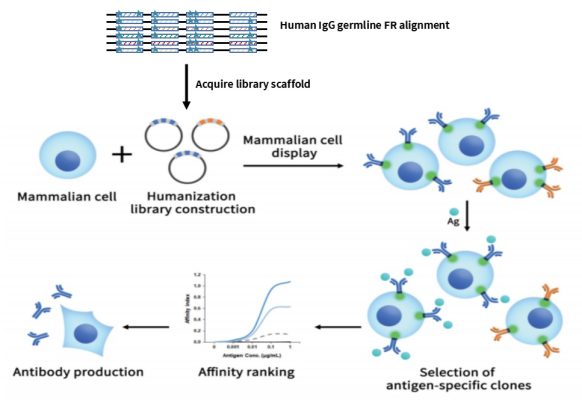 Antibody Humanization Services