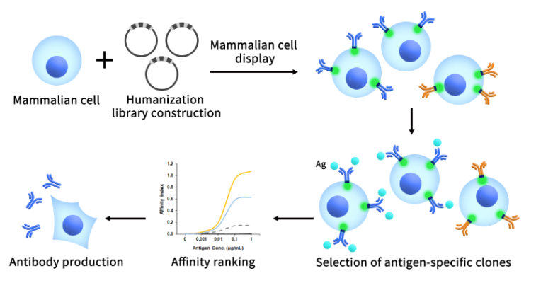 Antibody engineering - DIMA Biotechnology