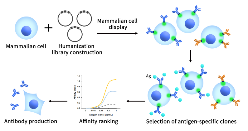 Antibody engineering - DIMA Biotechnology