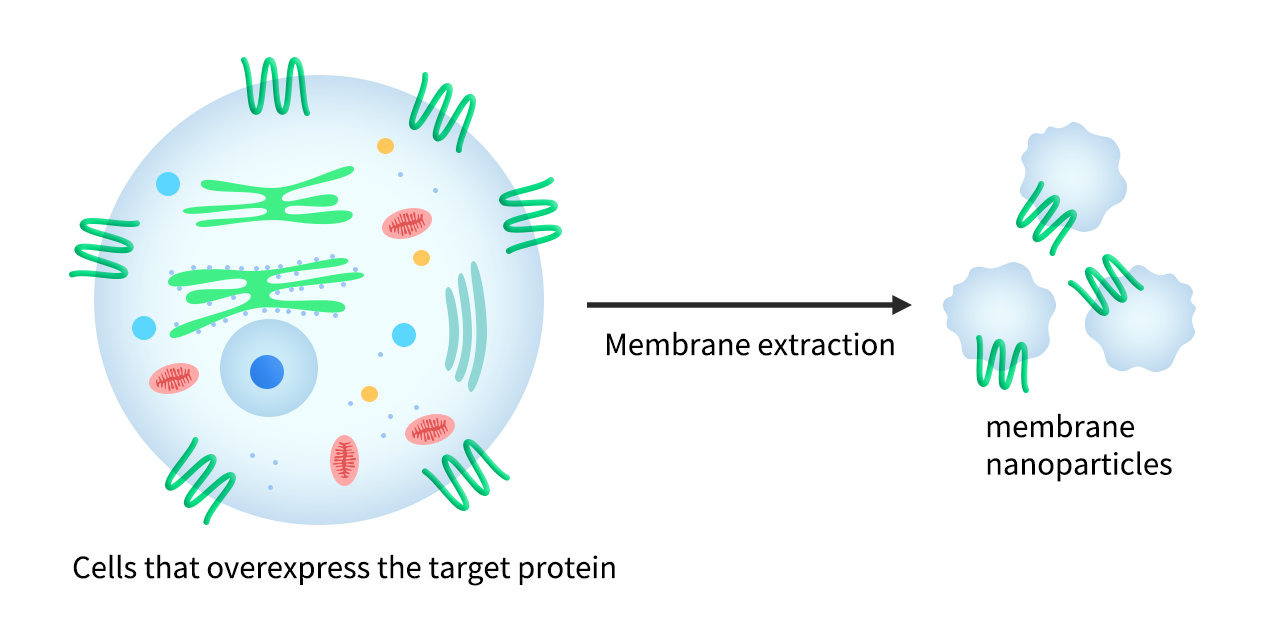 DiMProTM Full Length Transmembrane Proteins - DIMA Biotechnology