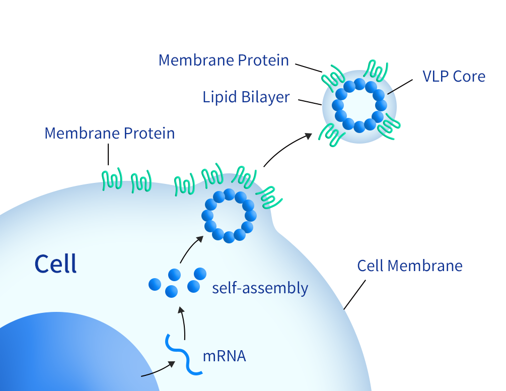 DiMProTM Full Length Transmembrane Proteins - DIMA Biotechnology