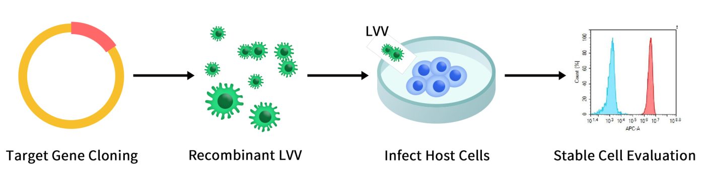 Gene Overexpression Stable Cell Lines - DIMA Biotechnology