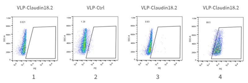 DiMProTM Full Length Transmembrane Proteins - DIMA Biotechnology