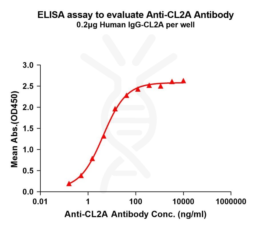 Anti-CL2A(ADC linker) antibody(1H6); Rabbit mAb - DIMA Biotechnology