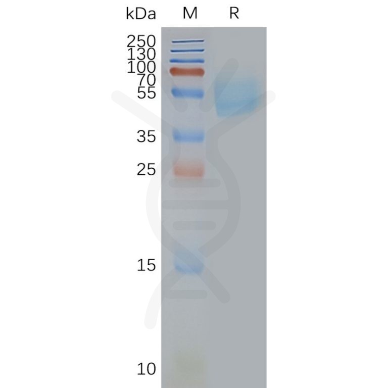 Human ADORA2A full length protein-synthetic nanodisc - DIMA Biotechnology