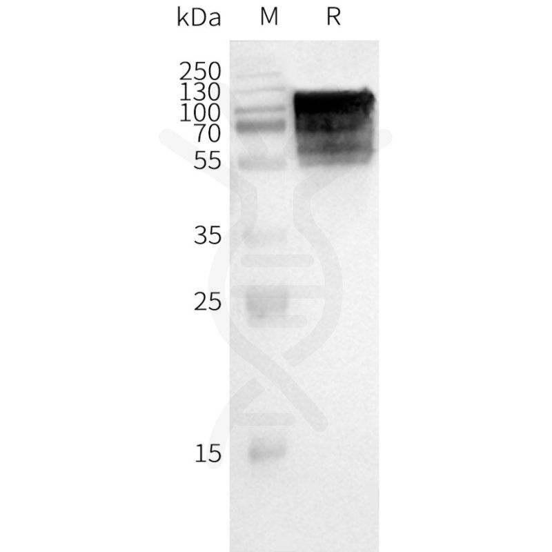 Human GPR75 full length protein-synthetic nanodisc - DIMA Biotechnology