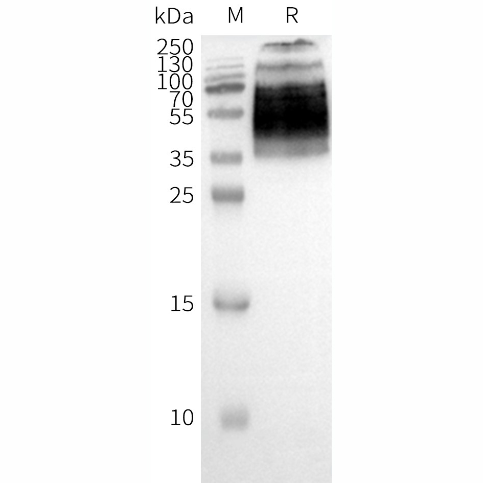Human F2RL1 full length protein-synthetic nanodisc - DIMA Biotechnology