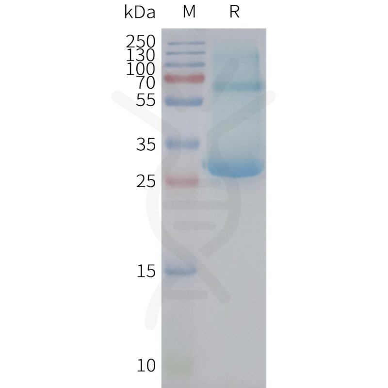 Human ADGRE5 full length protein-synthetic nanodisc - DIMA Biotechnology