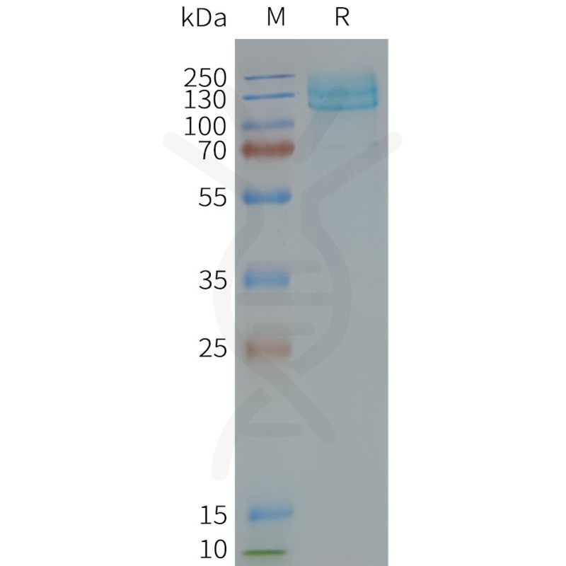 Human GRM7 full length protein-synthetic nanodisc-Full-length GRM7 ...