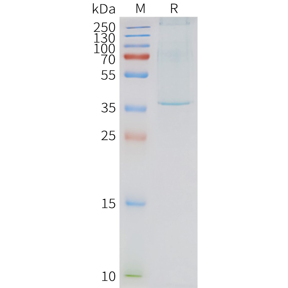 Human NTSR1 full length protein-synthetic nanodisc - DIMA Biotechnology
