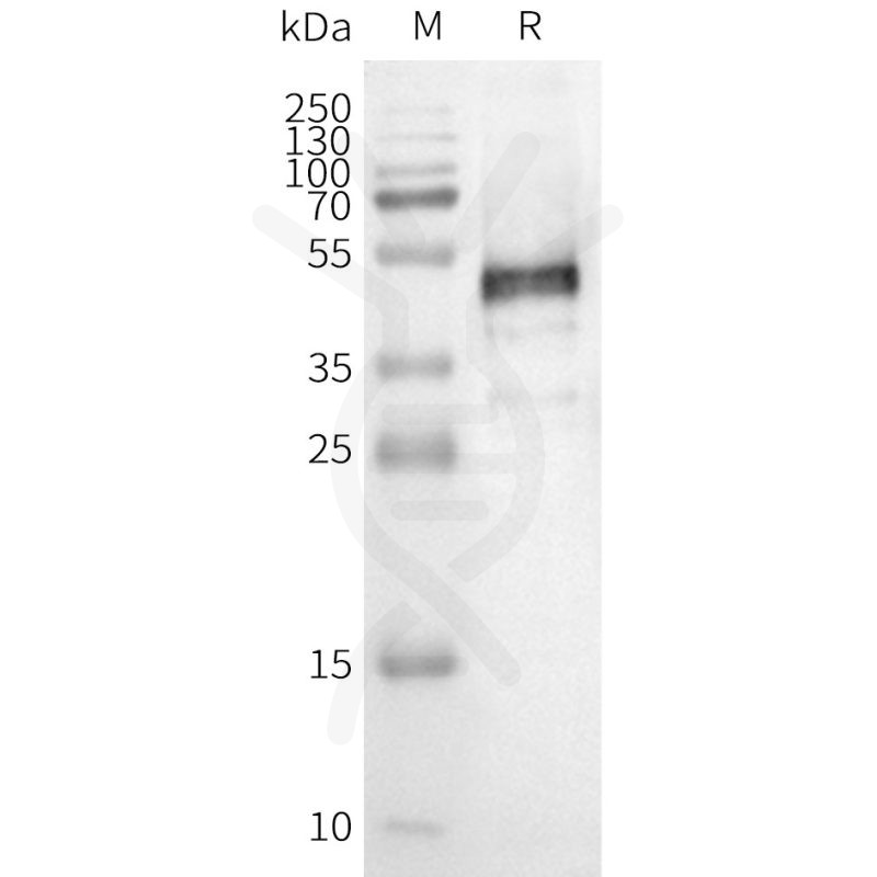 Human OR1E1 full length protein-synthetic nanodisc - DIMA Biotechnology
