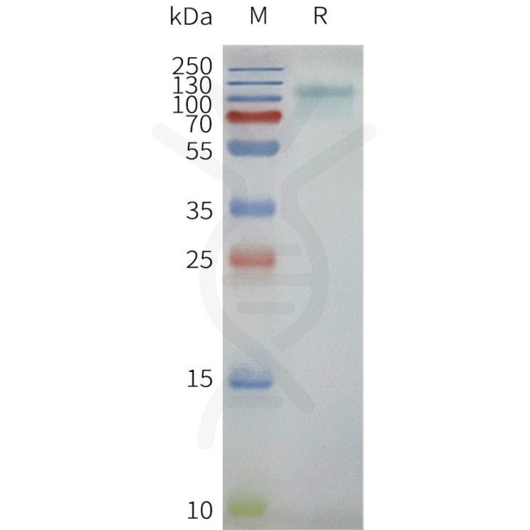Human beta2AR-GPR75-BRIL full length protein-synthetic nanodisc - DIMA ...
