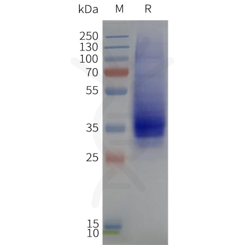 Human GPR35-Strep full length protein-synthetic nanodisc-Full-length ...