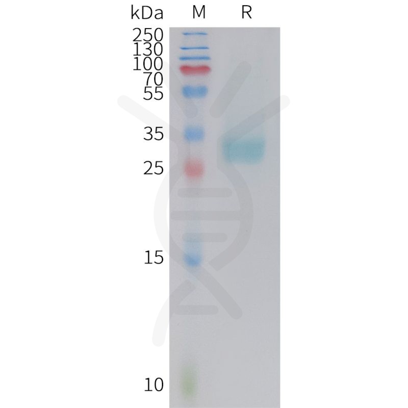 Cynomolgus PD-L1 Protein, His Tag - DIMA Biotechnology