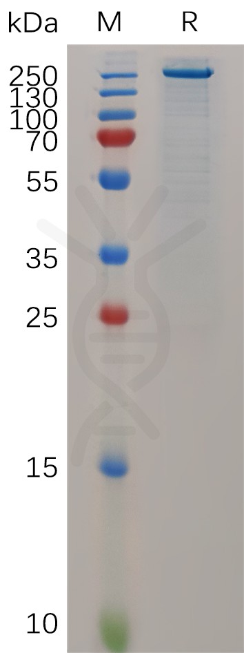 Mouse TENM4 Protein, His Tag - DIMA Biotechnology