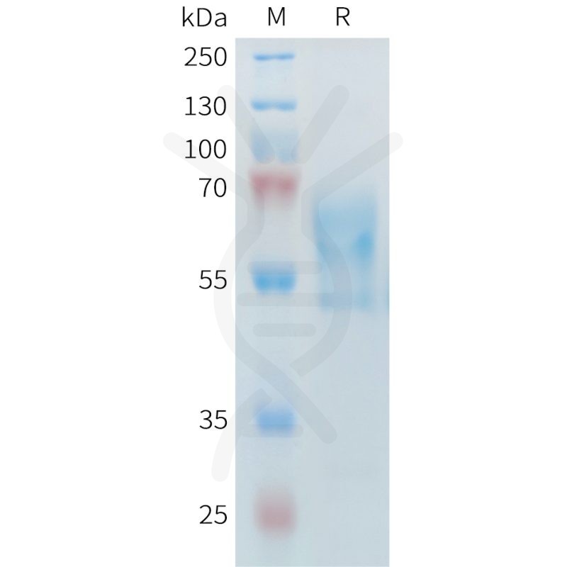 Mouse PD-1 Protein, hFc Tag - DIMA Biotechnology