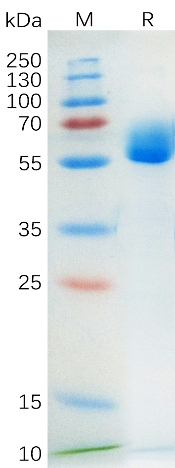 Human SCF Protein, hFc Tag - DIMA Biotechnology