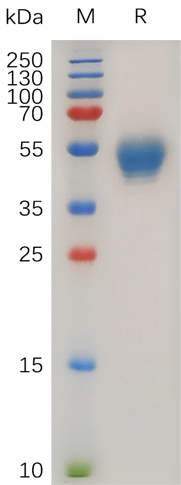Human CD63 Protein, hFc Tag - DIMA Biotechnology