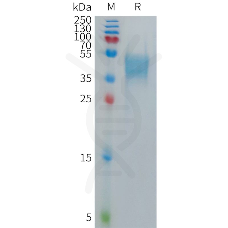 Human GPR75 Protein, mFc Tag - DIMA Biotechnology