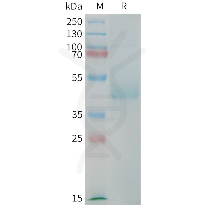 Human CDH17(567-667) Protein, mFc Tag - DIMA Biotechnology