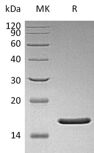 Human FGFb (Q65I,C96S,N111G) Protein - DIMA Biotechnology