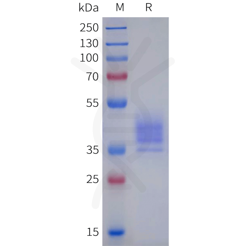 Human GPR183 Protein, hFc Tag - DIMA Biotechnology